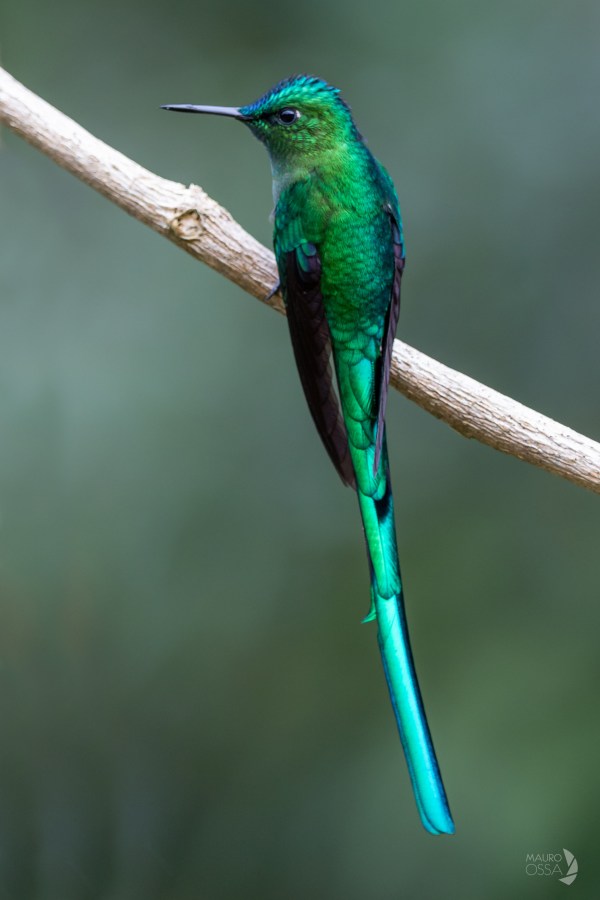 Bird photography in Colombia with Niky & Mauro"Discover the beauty of ...